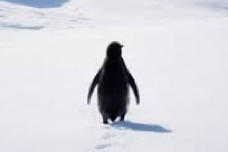 Viral Meme Penguin Jalan Sendirian: Nihilist, Penguin Viral Ini Bikin ...